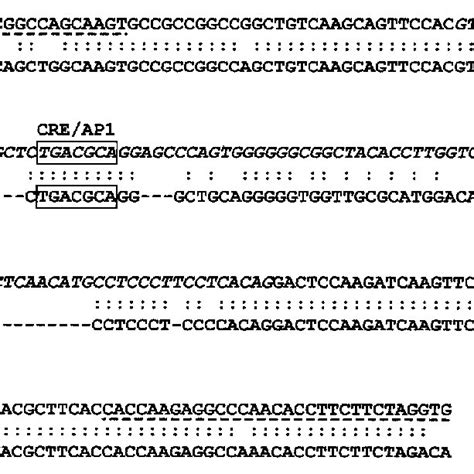 sequence alignment between 59 flanking regions of the human upper and