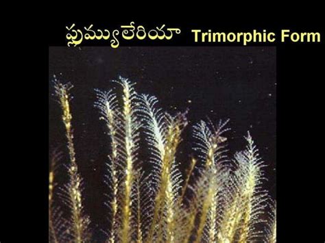 Polymorphism In Coelenterates Ppt