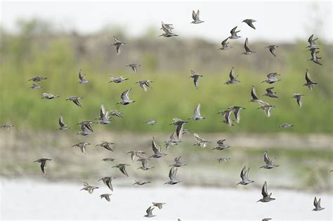 Whimbrel Migration Underway 23 May 2023