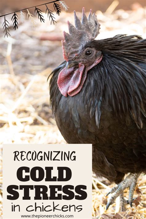 What To Feed Chickens During The Winter Artofit