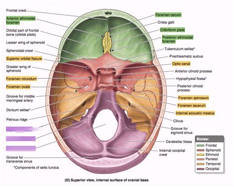 2 Cranial Fossa And Exit Foramina 3 Posterior Fossa Diagram Quizlet