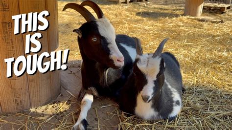 We Got Her12 Hours Later This Happened Youtube Paypal Goat