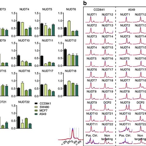 Cell Viability And Cell Cycle Profiles Upon Single Nudix Depletion A