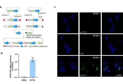 visualizing thrombocytopenia syndrome virus sftsv rna with casfas