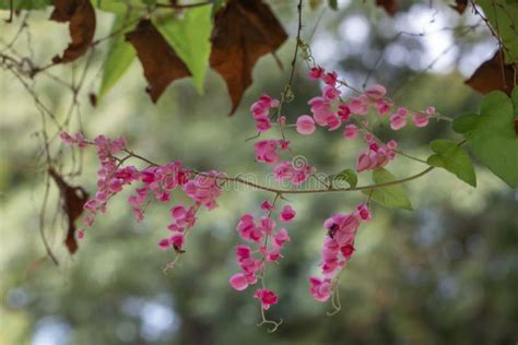 Blurred Mexican Creeper Flower In The Garden Antigonon Leptopus