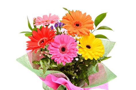Gerbera 아이리스입니다 흰색 바탕에 흰색 배경 0명에 대한 스톡 사진 및 기타 이미지 0명 2015년 개체 그룹