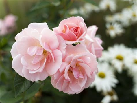 Diffe Types Of Roses With Names And Pictures In India Infoupdate Org