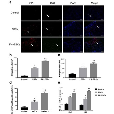 Primer Sequences For Quantitative Real Time Reverse Transcription Pcr