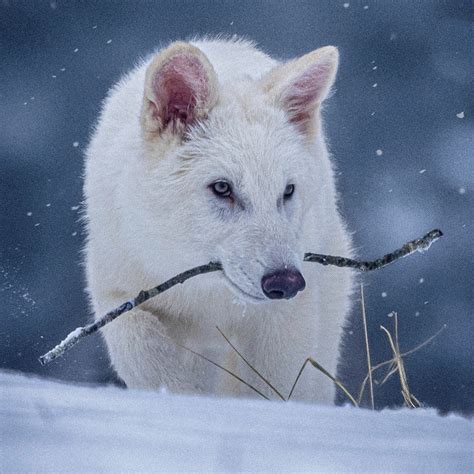 Ausgestorbener Schattenwolf Beinahe Wiedererweckt Swr Kultur