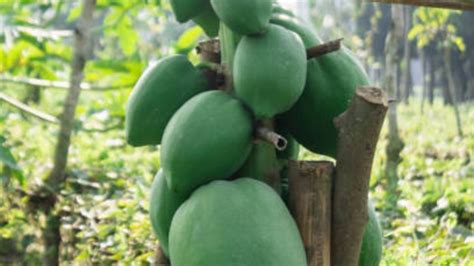 Raw Papaya কেন রোজ একটা করে কাঁচা পেঁপে খাবেন Bengali News Health