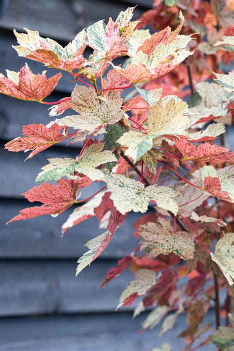 Acer Pseudoplatanus Var Esk Sunset Frank P Matthews