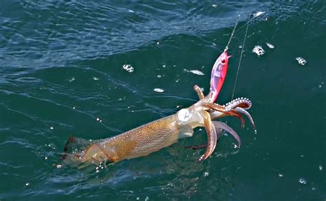 Come Pescare I Calamari Guida E Consigli Di Pesca Il Giornale Dei