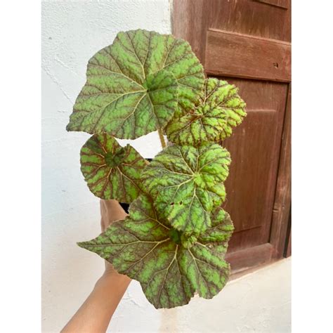 บีโกเนีย Begonia Curly Lion กระถาง 4 นิ้ว ทักแชทดุภาพอัพเดทได้ค่ะ