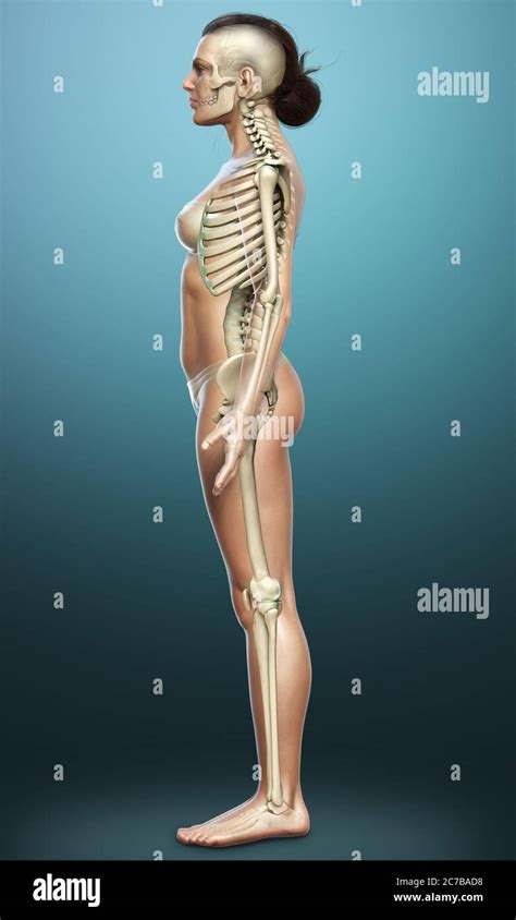 3d Rendered Medically Accurate Illustration Of A Female Skeleton