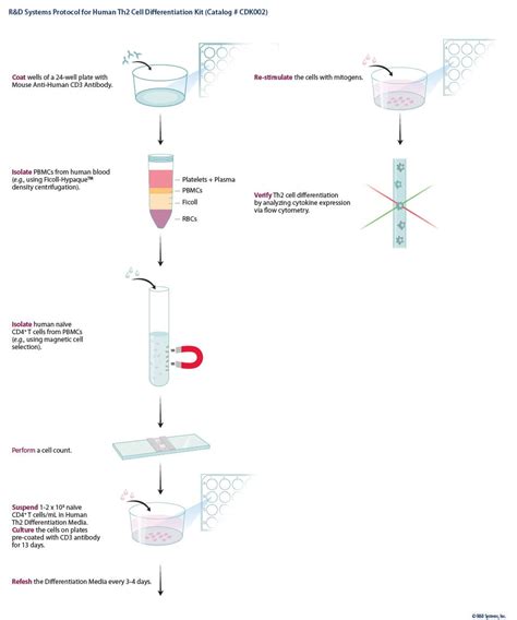 Human Th2 Cell Differentiation Kit Cdk002 Randd Systems