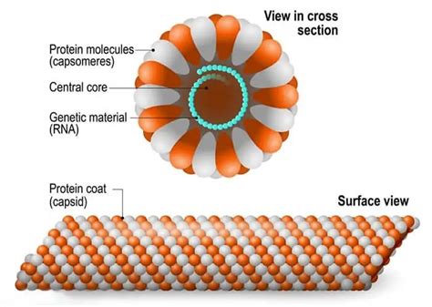 Virus Capsid Structure