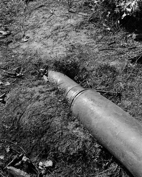 If A Tree Falls In A Forest Phmuseum
