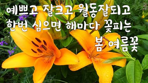 한번 심으면 해마다 꽃이 피고 예쁘게 잘크는 봄 여름꽃 소개 Youtube
