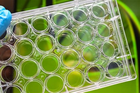 Premium Photo 24well Plate For Cell Culture Studies