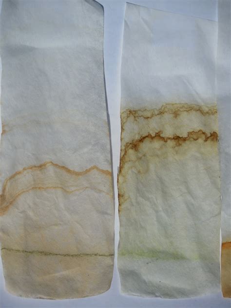 Share It Science Science Experiment The Hidden Colors In A Leaf