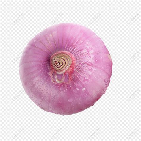 신선한 양파 Png 일러스트 무료 다운로드 Lovepik