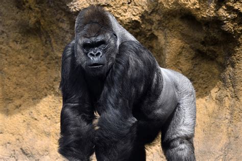Gorilla In Dream Meaning And Interpretation