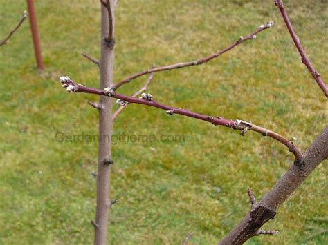 How To Control Peach Leaf Curl
