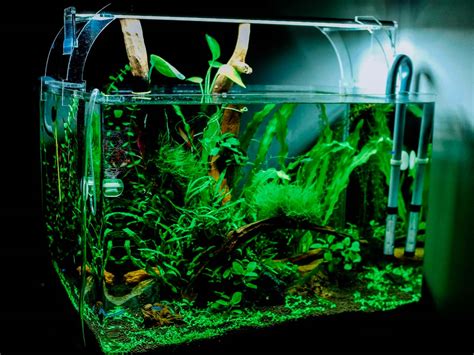 Il Ciclo Dell Azoto In Acquario Spiegato Bene Natura Amica
