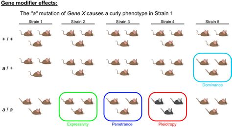 Effects Of Modifier Genes Download Scientific Diagram