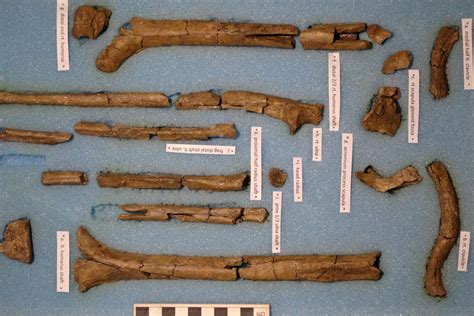 Oldest Stone Artifacts Found In Kenyas Turkana Basin Turkana Basin