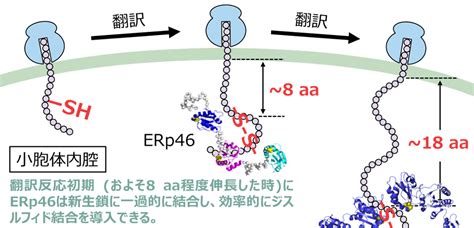 【ナノサイエンスデザイン教育研究センター・野井 健太郎 特任助教（常勤）】：誕生途上のタンパク質が立体構造を形成する新たな仕組みを解明 翻訳