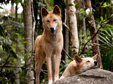Traditional Custodians Call For The Protection Of Dingoes