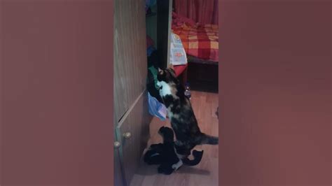 Шкодница Youtube