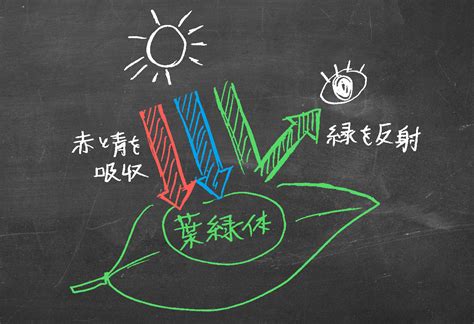 植物はなぜ緑色？【色で学ぶ、エコと防災①】｜屋上緑化やエコ・防災対策を検討するなら川田工業｜川田工業株式会社（環境関連事業）
