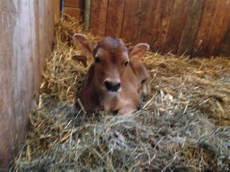 How To Breed Beef Cattle 6 Steps With Pictures WikiHow