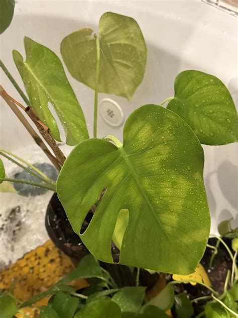 Leaf Discoloration R Plantclinic
