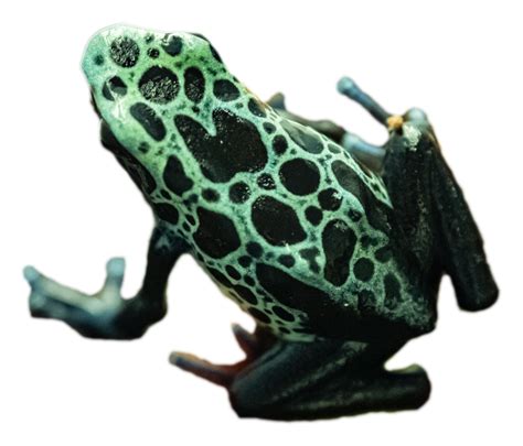 Ncdartfrogs