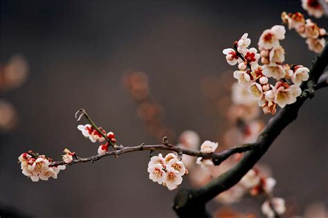 梅花的花语和象征意义 花百科