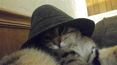 Kot Kapelusz Catinhat Darmowe Zdjęcie Na Pixabay Pixabay