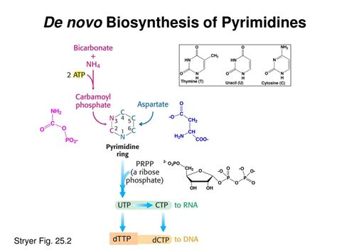 Ppt Biosynthesis Of Nucleotides Key Concepts And Clinical Implications