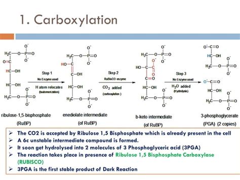 Photosynthesis Dark Reaction Ppt