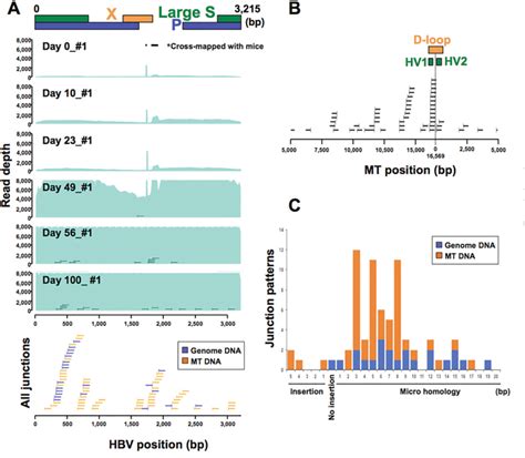 Characterization Of Hbv Integration Patterns And Timing In Liver Cancer