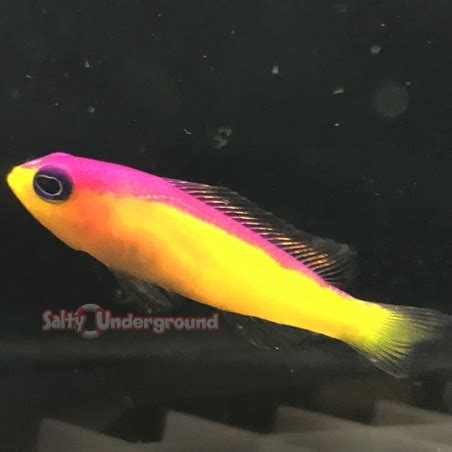 Salty Underground Purple Stripe Dottyback Pseudochromis Diadema