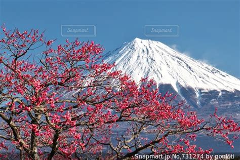 赤い梅の花と富士山の写真・画像素材 Snapmart（スナップマート）