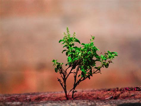 Roar සිංහල දිව්‍යමය තුල්සි හෙවත් මදුරුතලා ගැන නොදත් කරුණු රැසක්