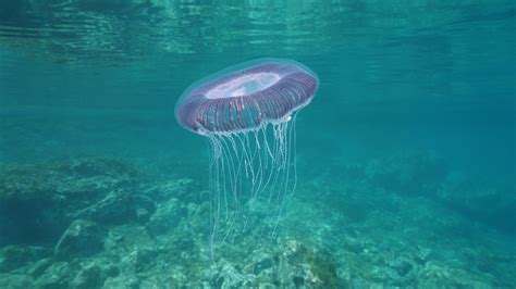 Descubre Cuáles Son Las Medusas Más Frecuentes En España Y Su Grado De