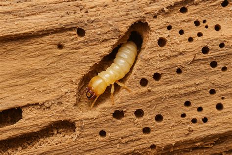 Xilófagos Invasores Silenciosos De La Madera Plagasandcontrol