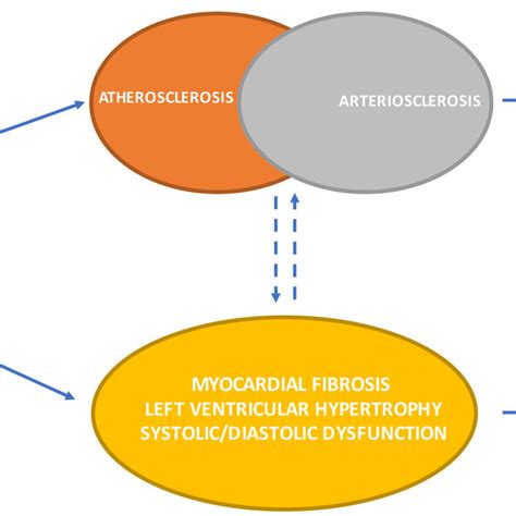 Ckd Arterial And Cardiac Disease Resulting In Varied Cvd Phenotypes