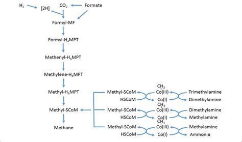 Scheme Of Hydrogenotrophic And Methylotrophic Methanogenesis Adapted