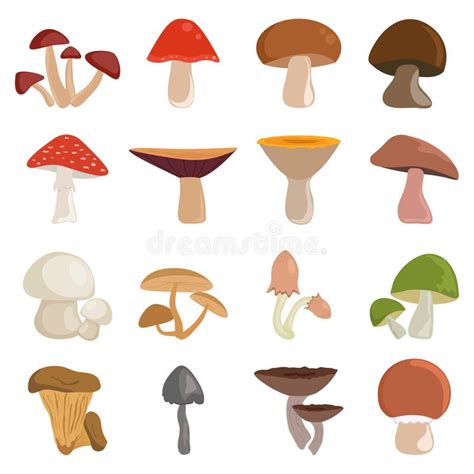 Mushrooms Vector Illustration Set Isolated On White Background